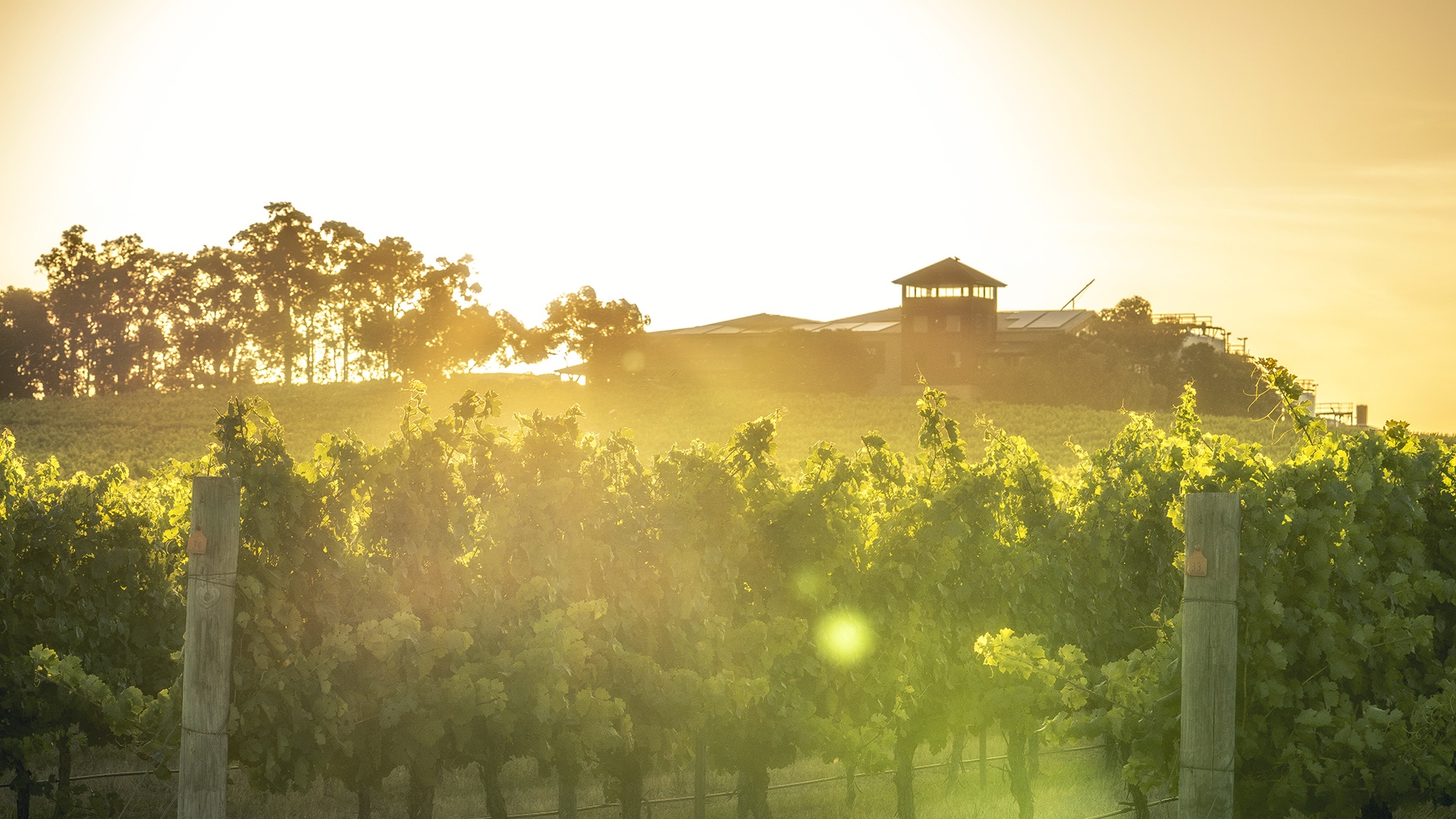 Guide to Malbec - Ferngrove Wines