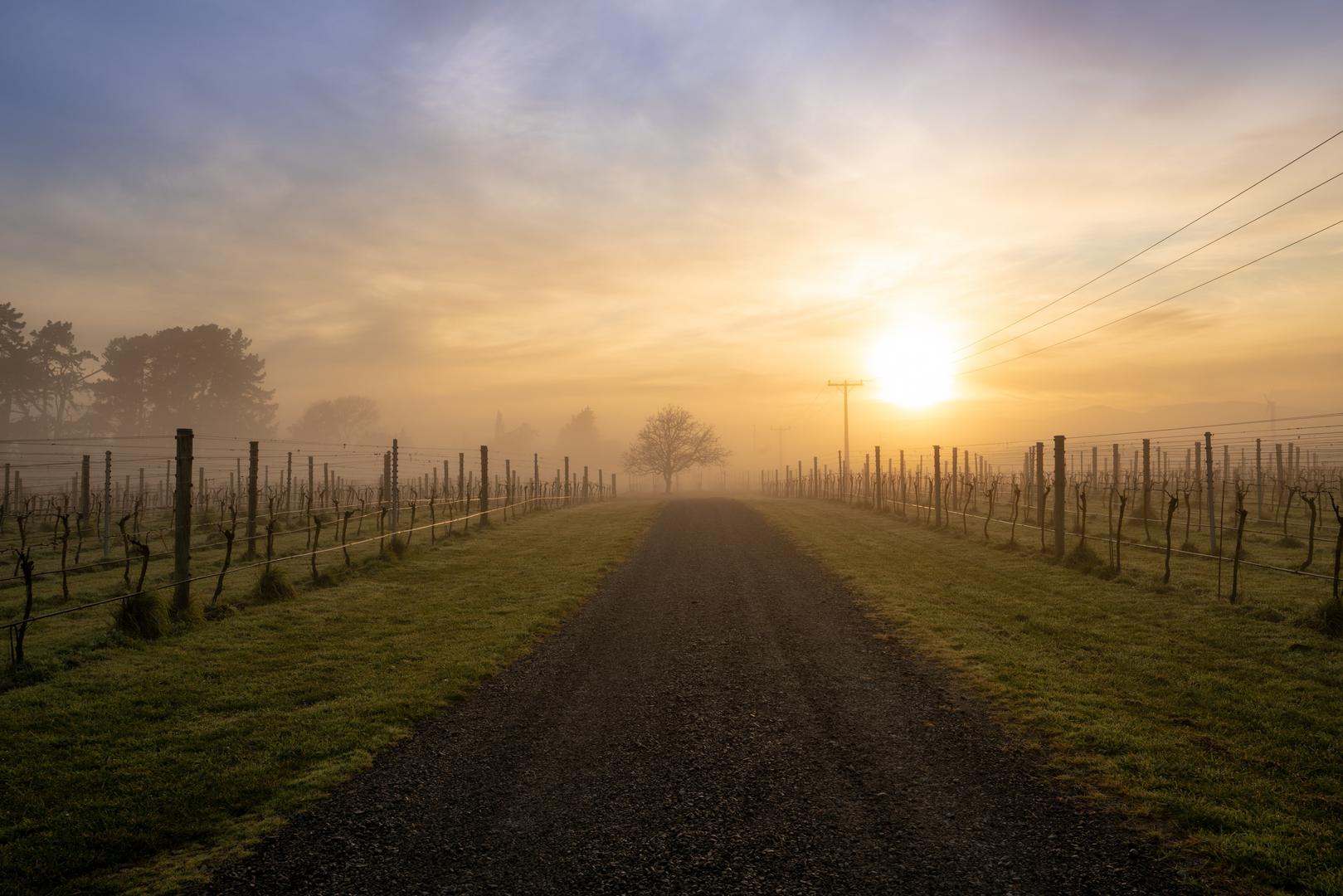 Home Page - Palliser Estate Wines of Martinborough